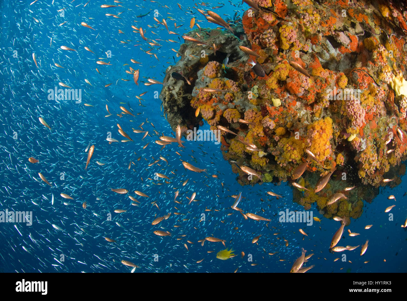 Juvenile schooling fish on coral reef, Indo-pacific Stock Photo - Alamy