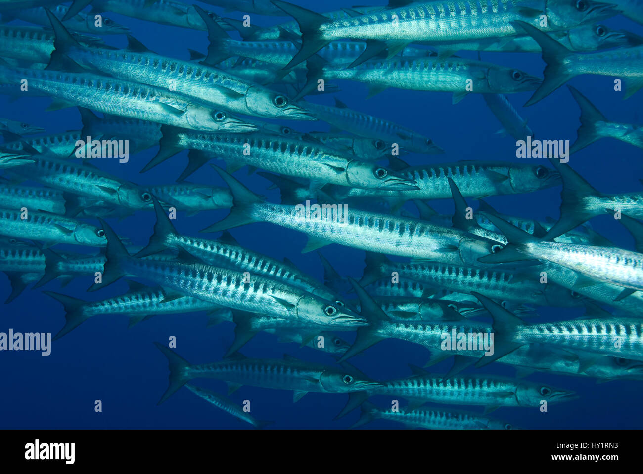 Sawtooth Barracuda Fish