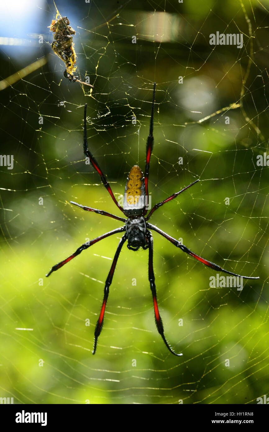 Giant spider (Nephila sp) on web with prey wrapped up, Madagascar Stock ...