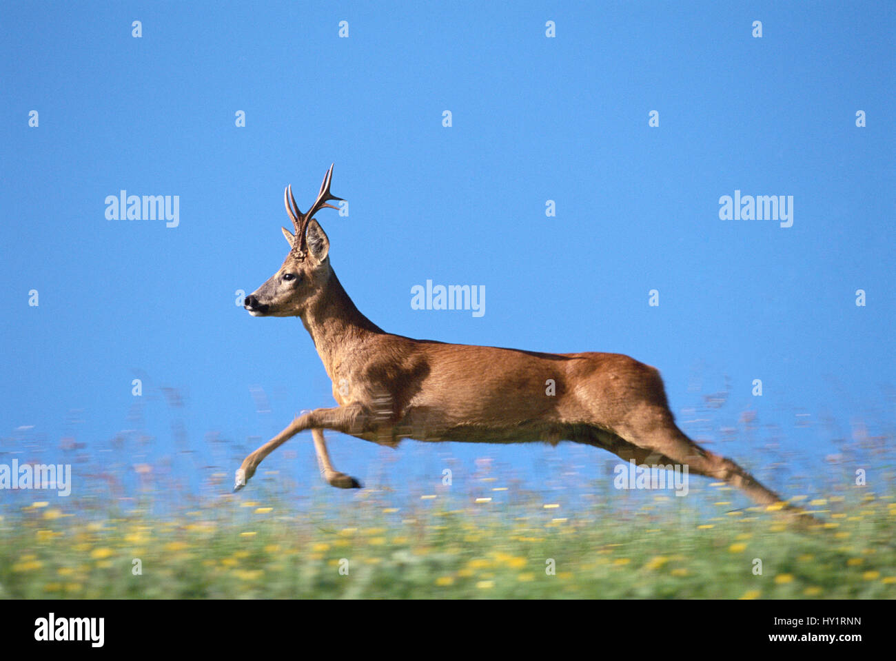 Roe deer (Capreolus capreolus) buck chasing female during rut ...