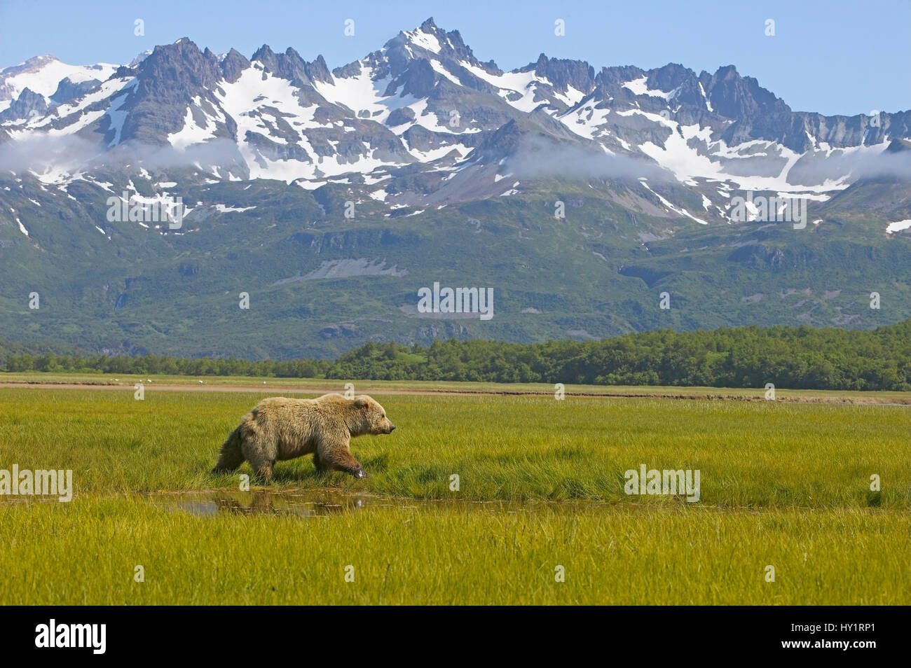Grizzly bear (Ursus arctos horribilis) in alpine meadow, Katmai, Alaska ...