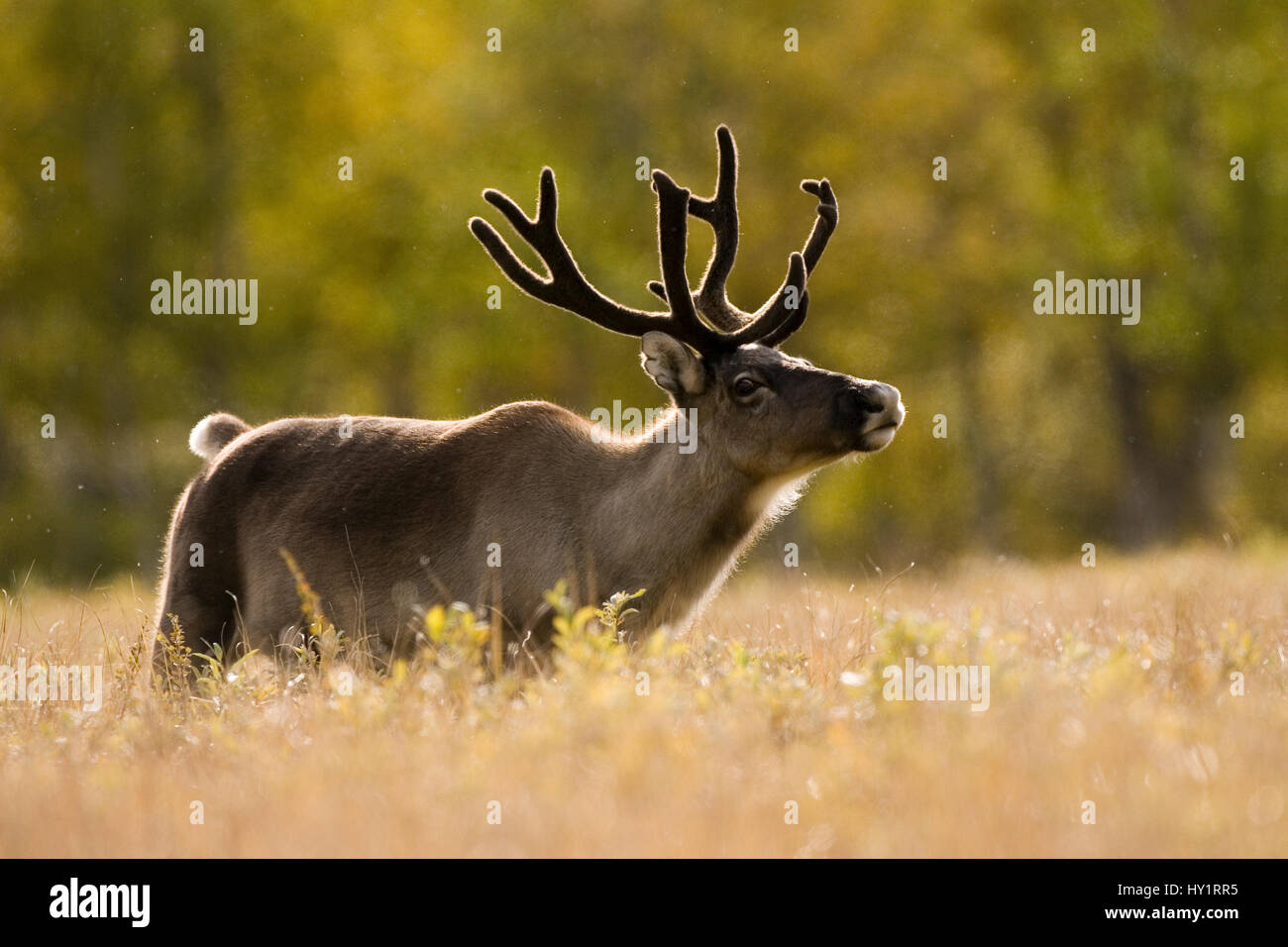 Reindeer herding hi-res stock photography and images - Alamy