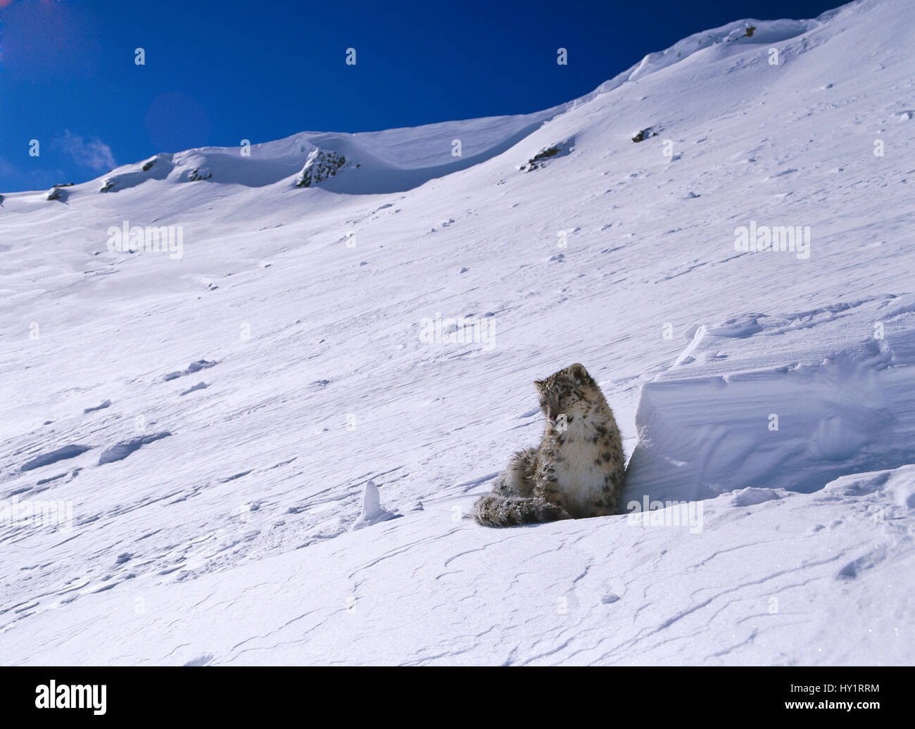 Snow leopard (Panthera uncia) in high alpine habitat, captive, USA ...