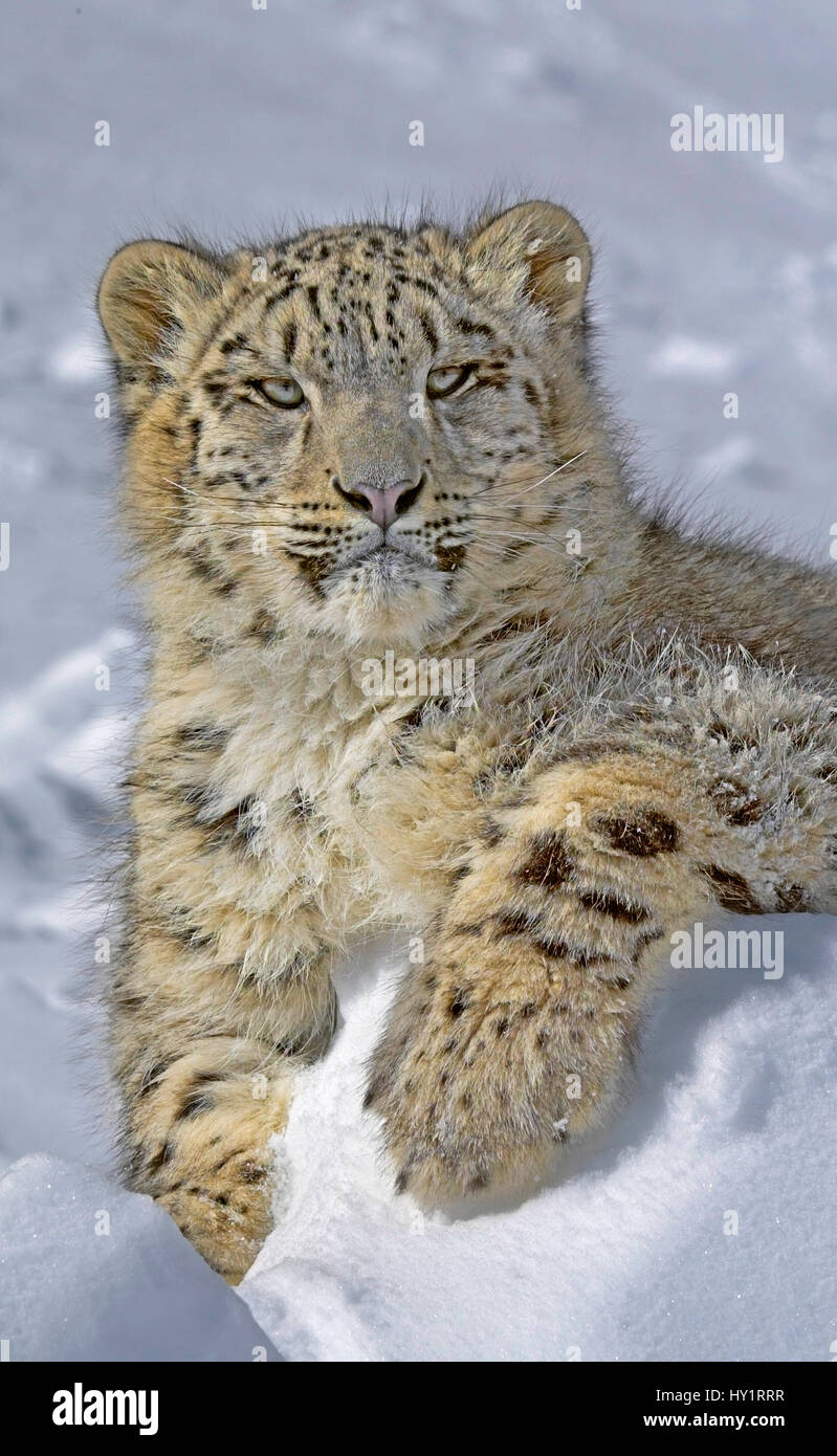 Snow leopard lying down on hi-res stock photography and images - Alamy