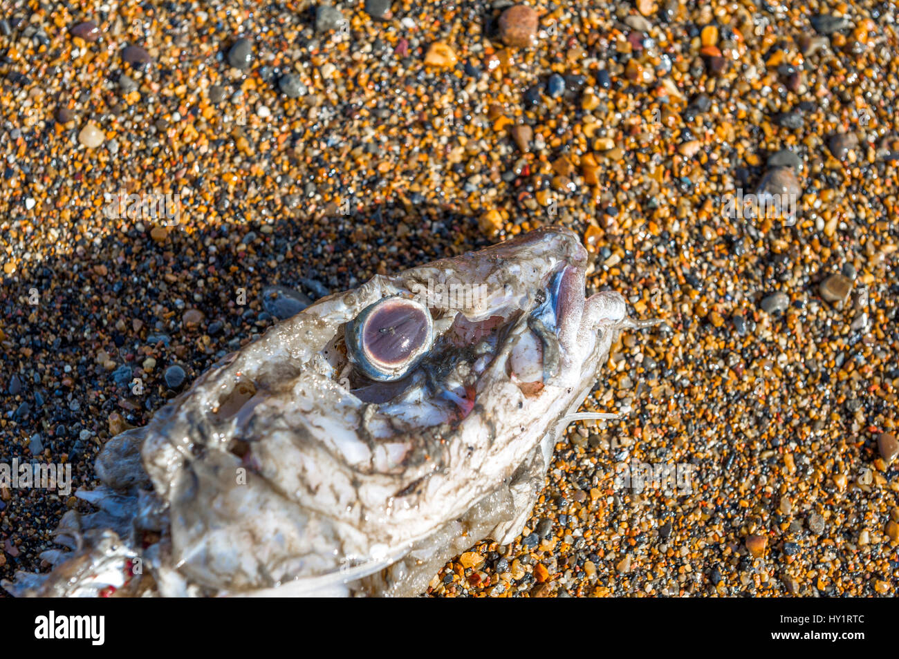 Decaying fish hi-res stock photography and images - Alamy