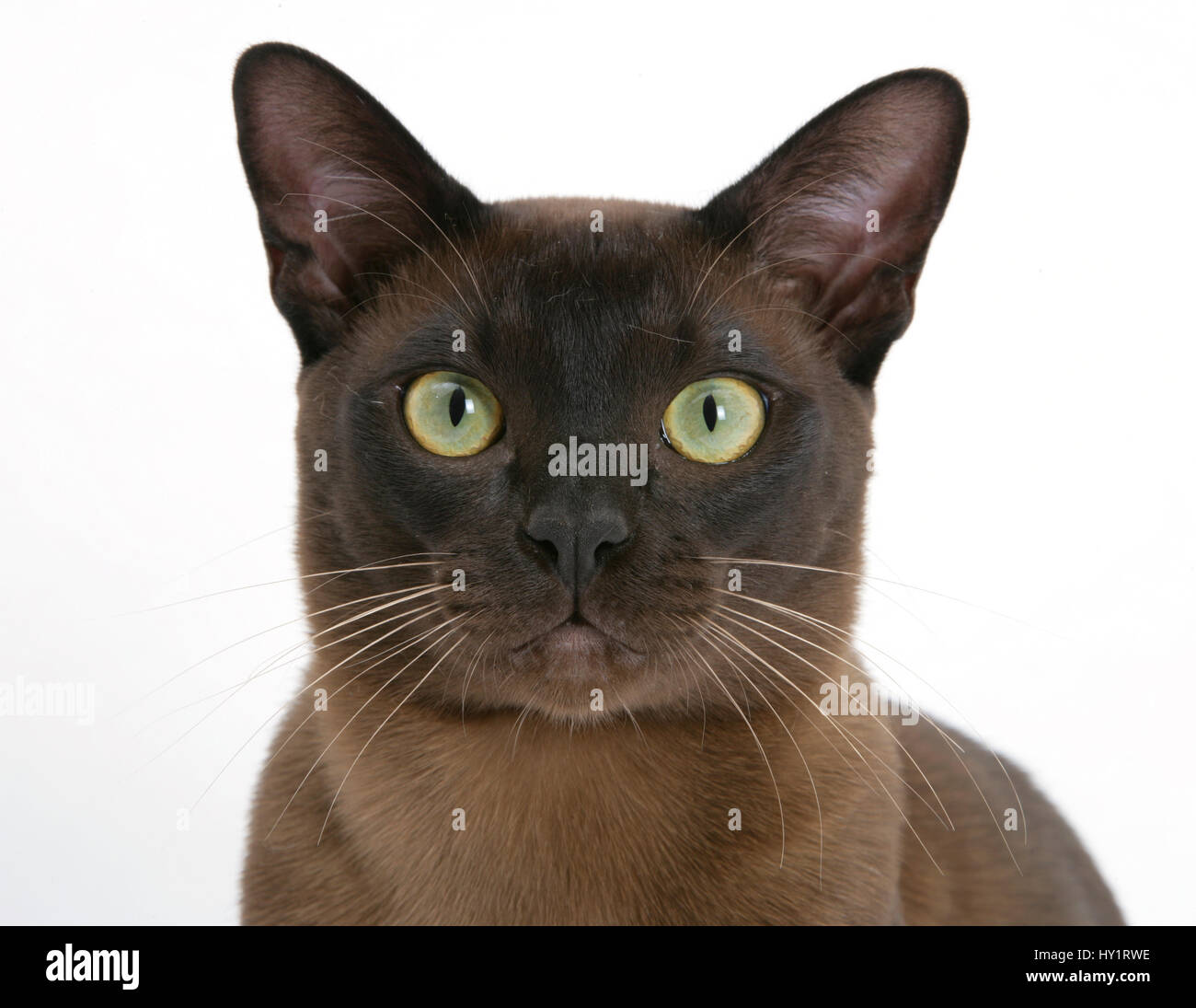 Brown Burmese male cat, Murray, aged 9 months, portrait Stock Photo - Alamy