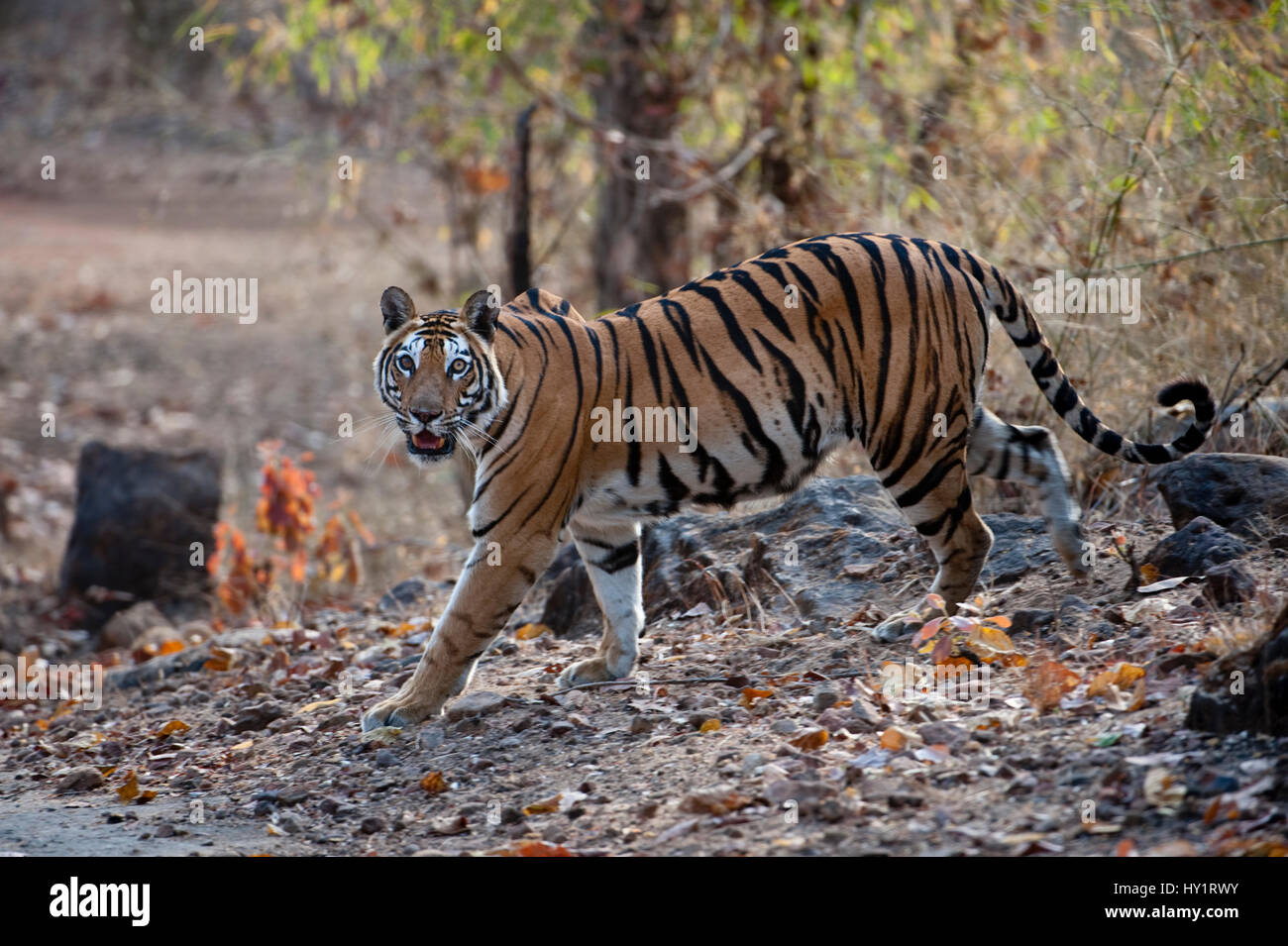 Dead tiger hi-res stock photography and images - Alamy