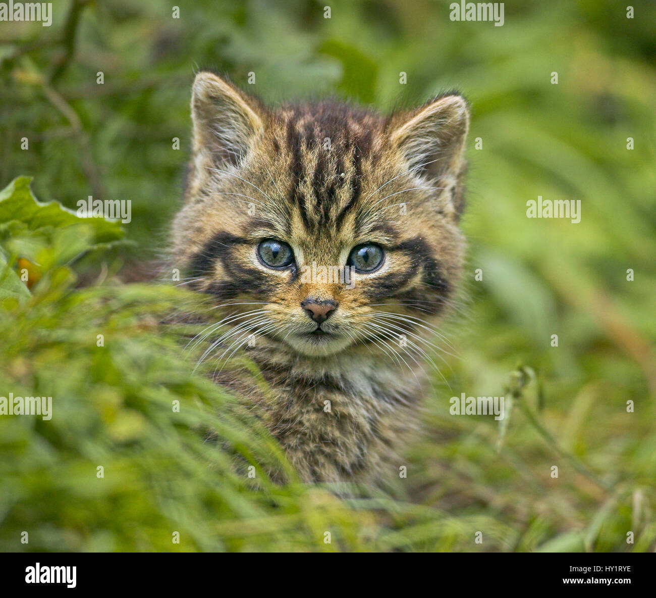 Scottish wildcat kittens hi-res stock photography and images - Alamy