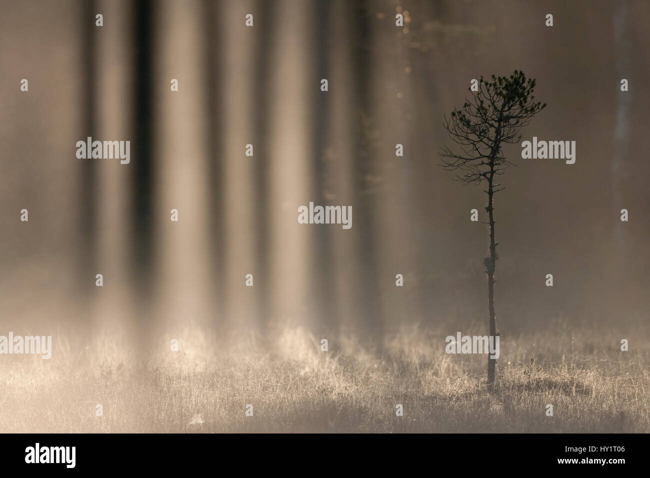 Light shining through treesn in a woodland bog at dawn, Bergslagen ...
