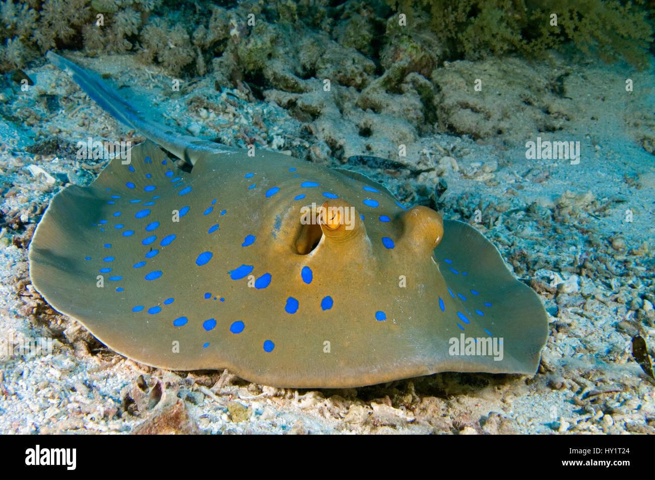 Blue-spotted / Ribbontail Stingray (Taeniura lymma) resting on the ...