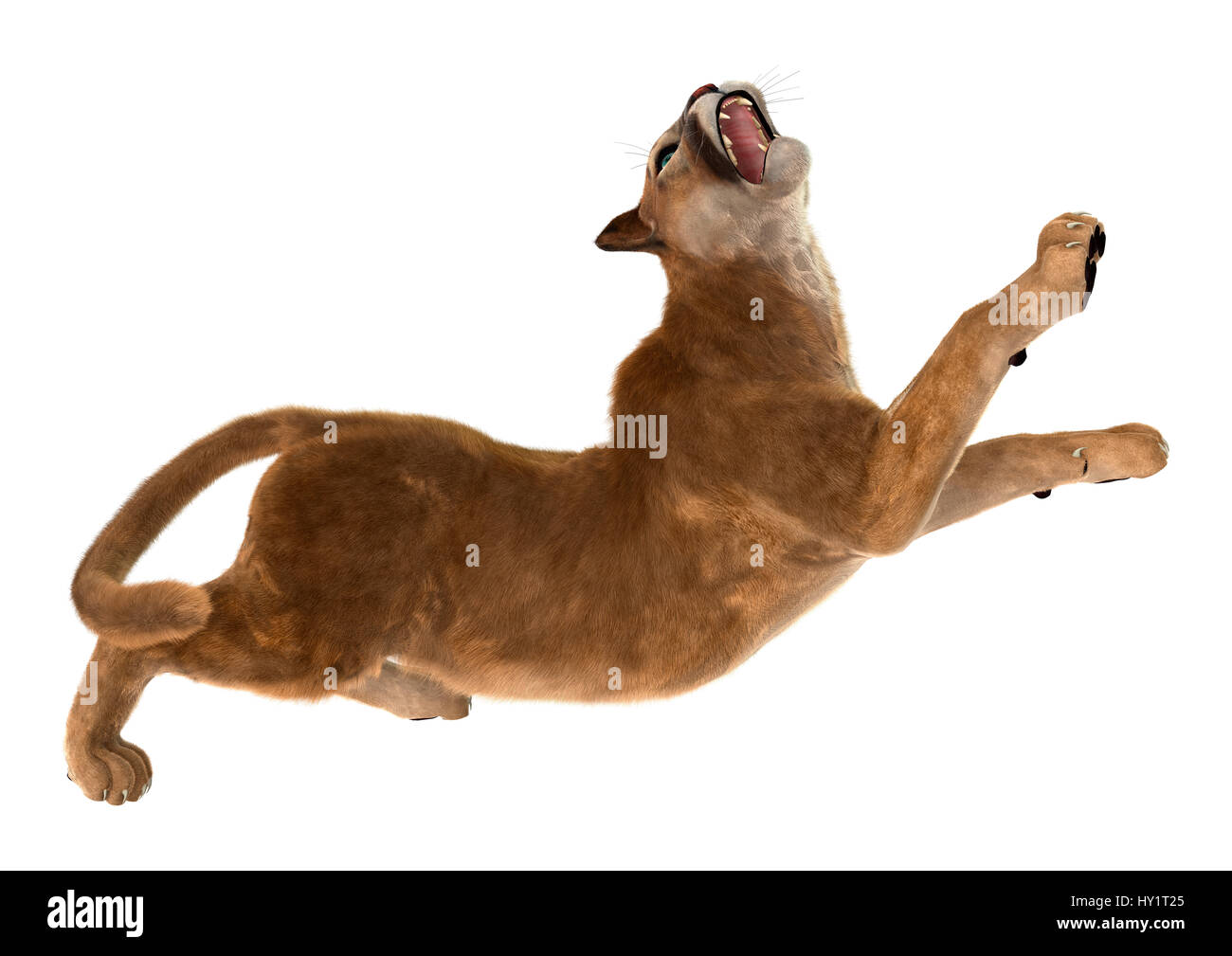 3D rendering of a big cat puma isolated on white background Stock Photo ...