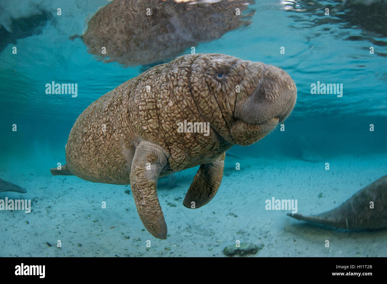 Very young Florida manatee (Trichechus manatus latirostrus) Manatees ...