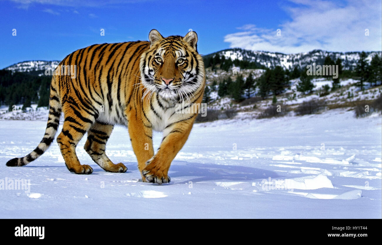 Siberian Tiger (Panthera tigris altaica) walking in snow. Captive ...