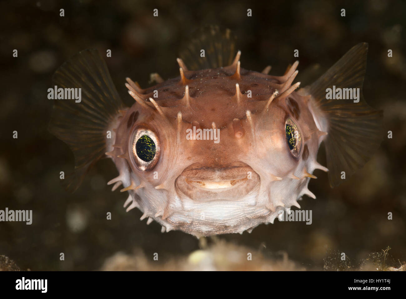 Globefish (Diodon nicthemerus). Lembeh Strait, North Sulawesi ...
