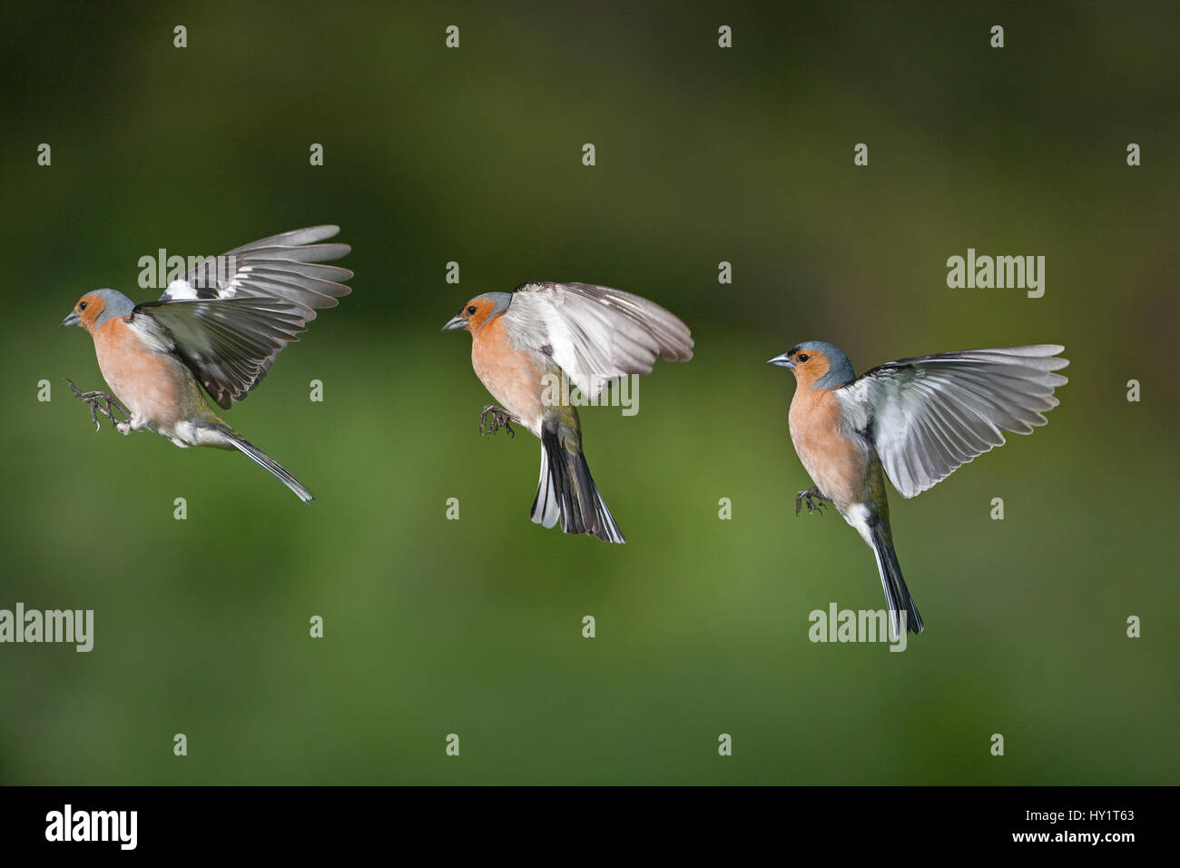 Chaffinch (Fringilla coelebs) male in flight, showing flight sequence ...
