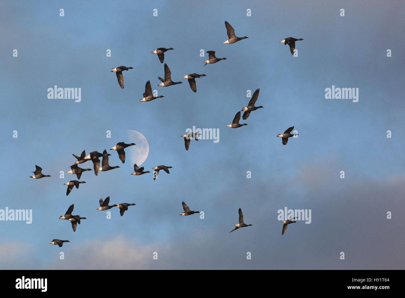Brant geese bernicla in flight hi-res stock photography and images - Alamy