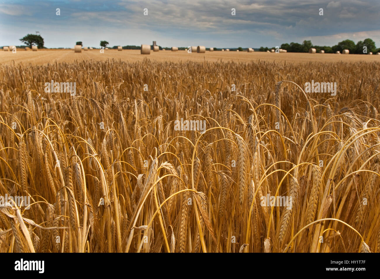 Ripe crop of Barley (Hordeum vulgare) ready for harvesting. Northrepps ...