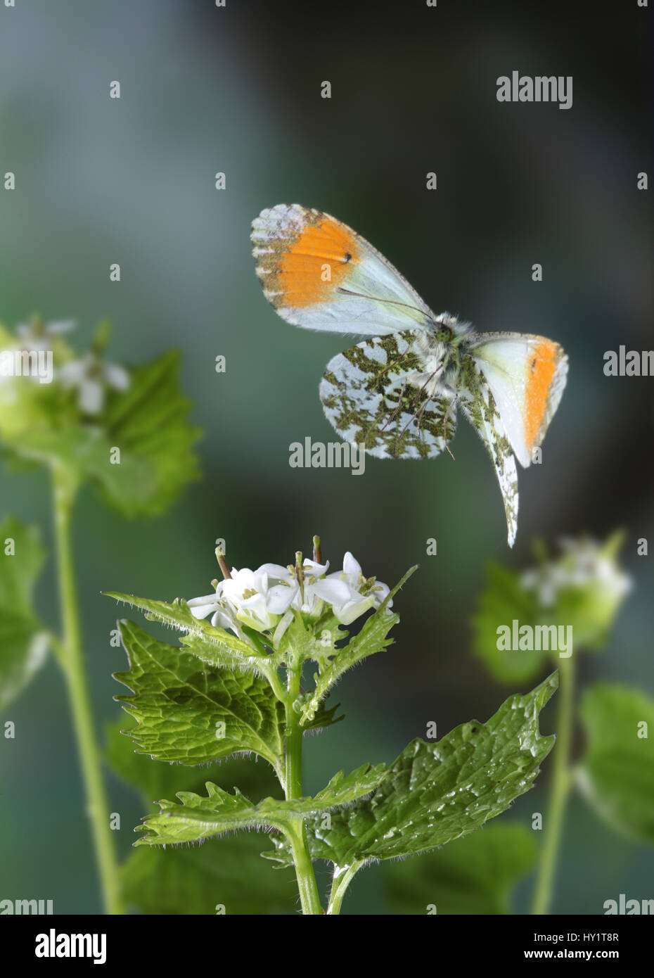 Orange-tip Butterfly (Anthocharis cardamines) taking off from Garlic ...