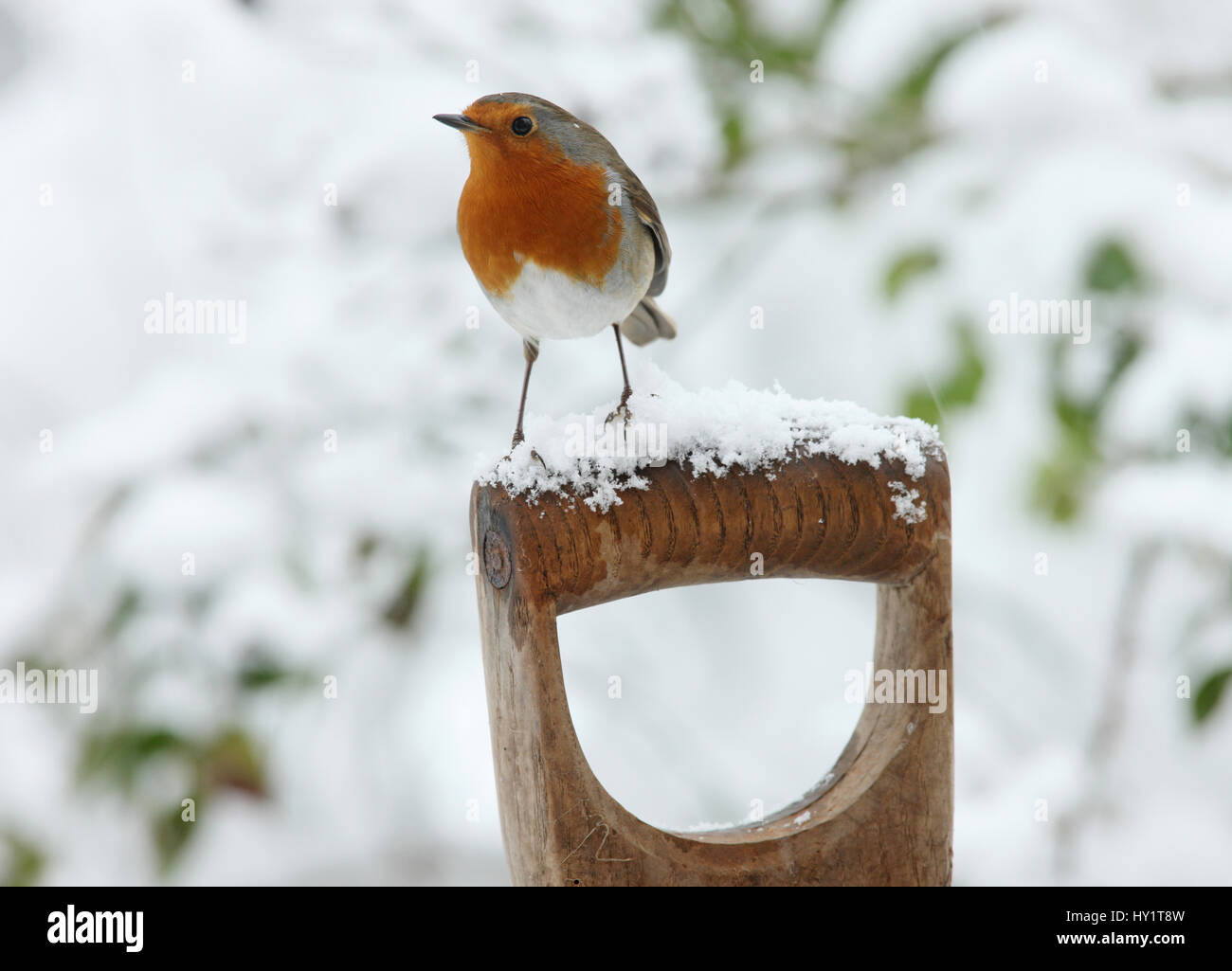 Male robin hi-res stock photography and images - Alamy