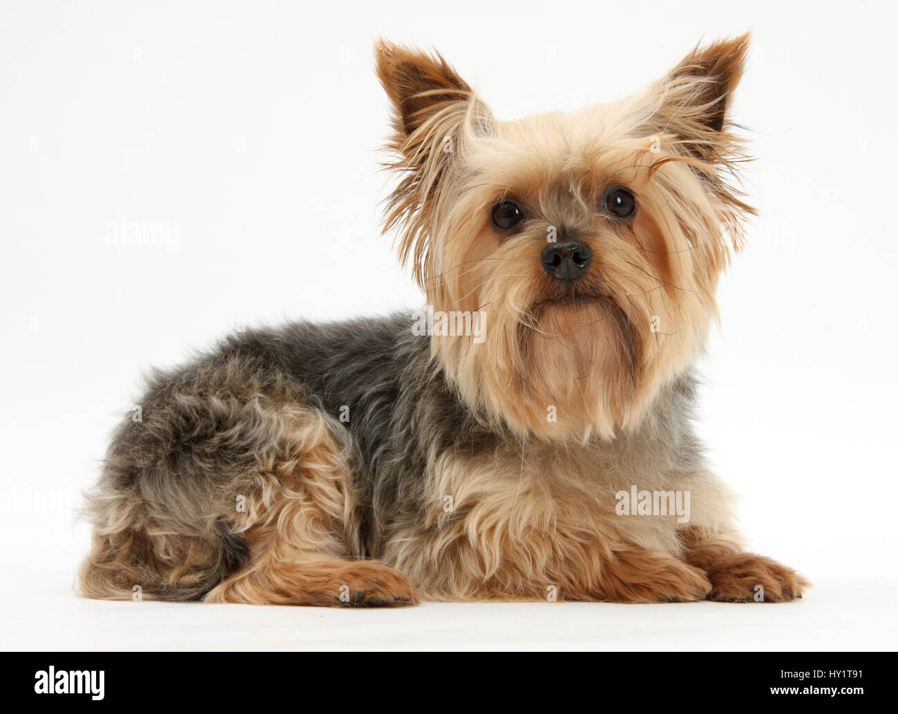Yorkshire terrier dog side view hi-res stock photography and images - Alamy