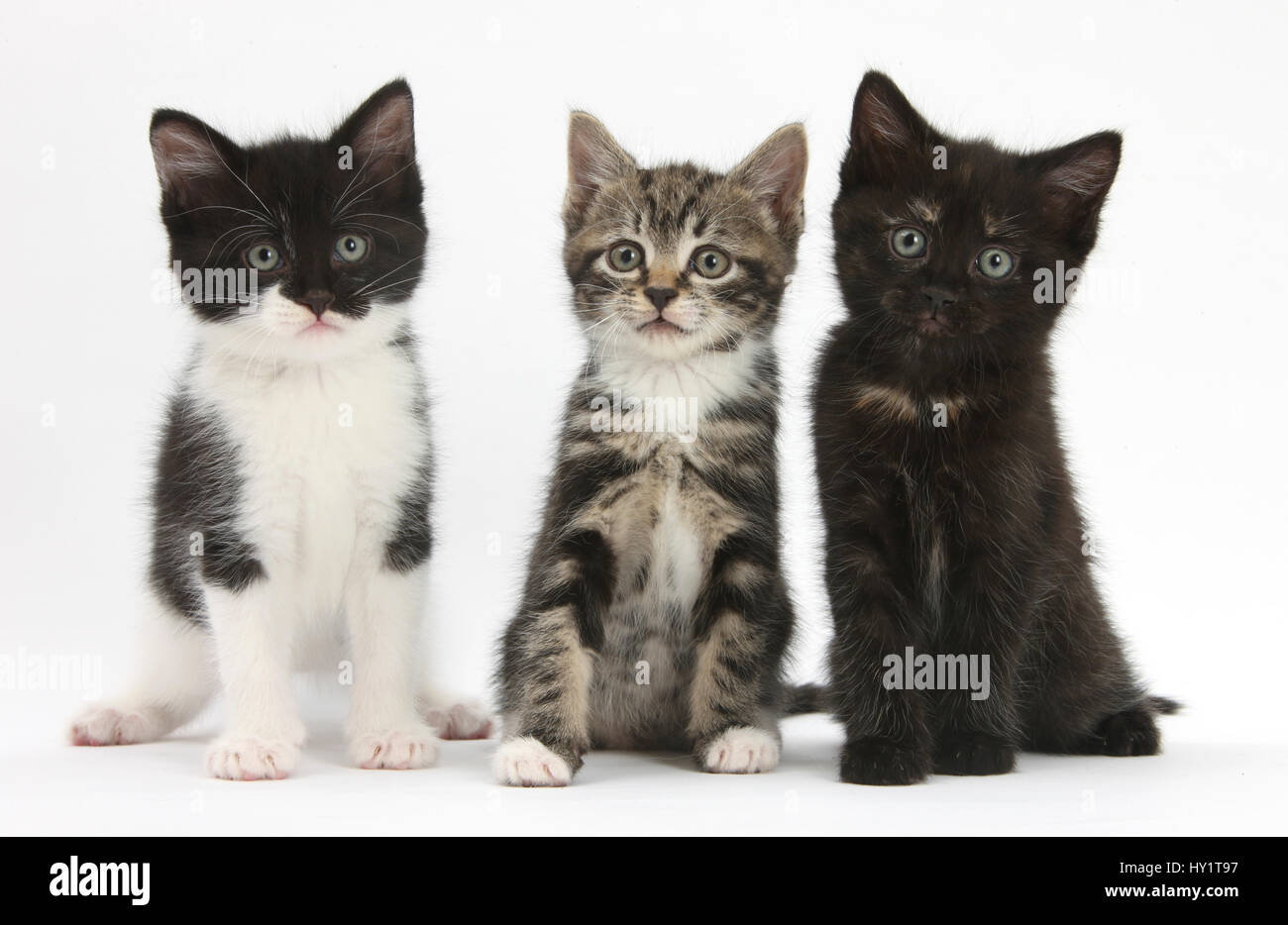 Portrait of three kittens Stock Photo - Alamy
