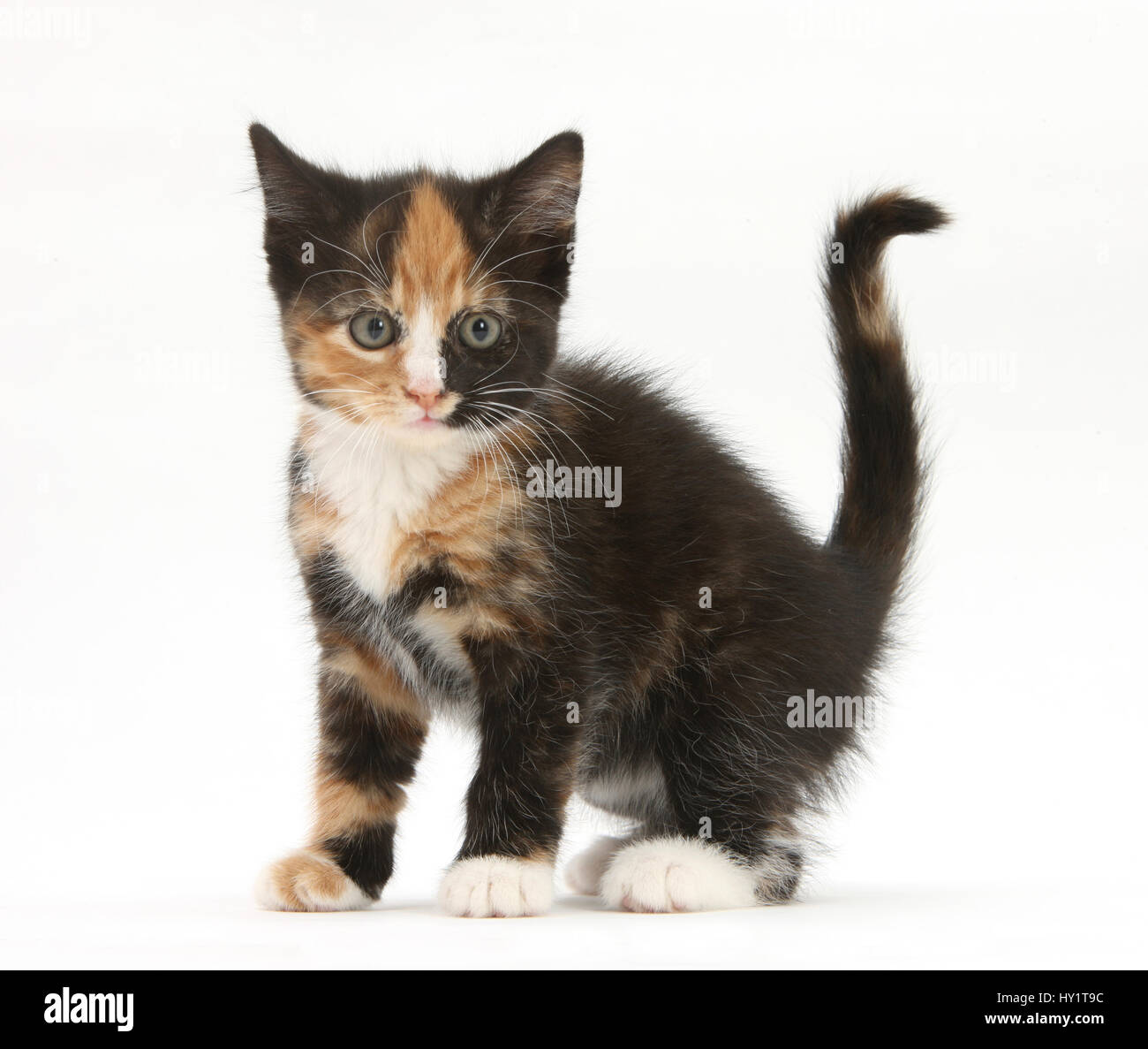 Tortoiseshell cats hi-res stock photography and images - Alamy
