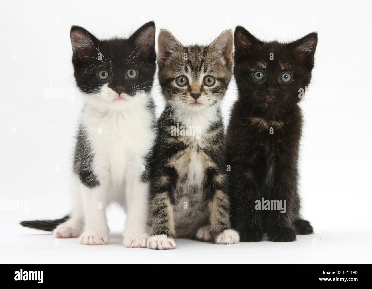 Three kittens sitting together in line Stock Photo - Alamy