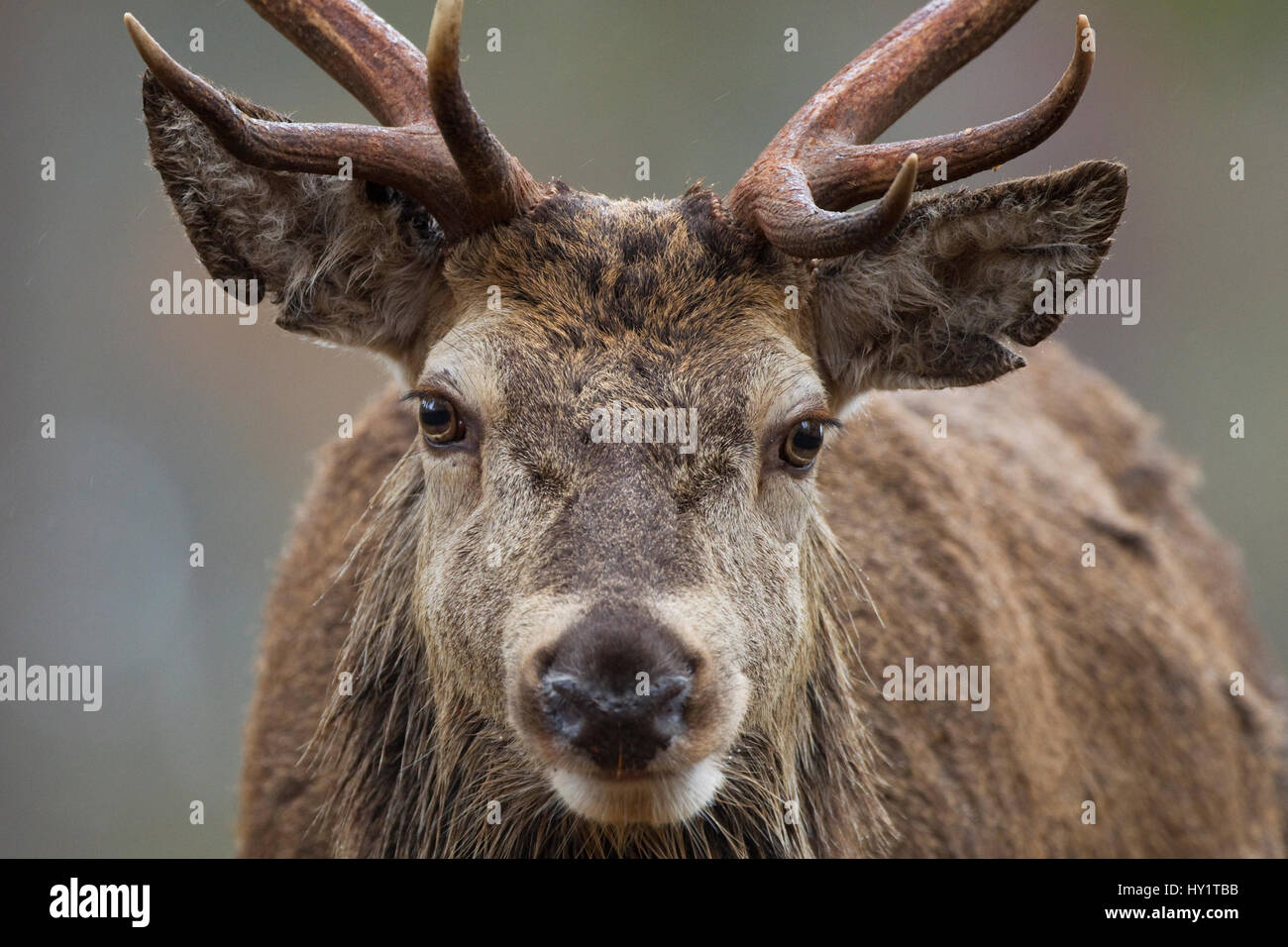 Stag head hi-res stock photography and images - Alamy