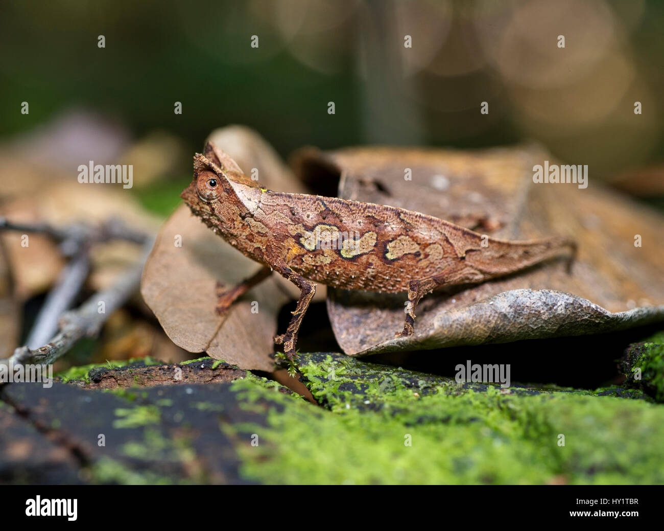 Madagascar chameleon (brookesia) hi-res stock photography and images ...