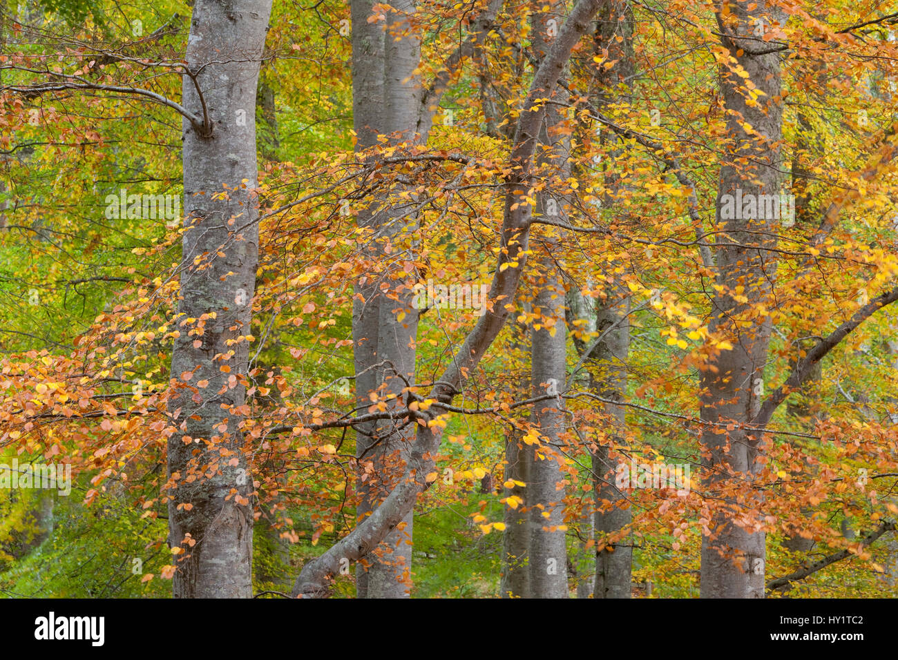 European beech hi-res stock photography and images - Alamy