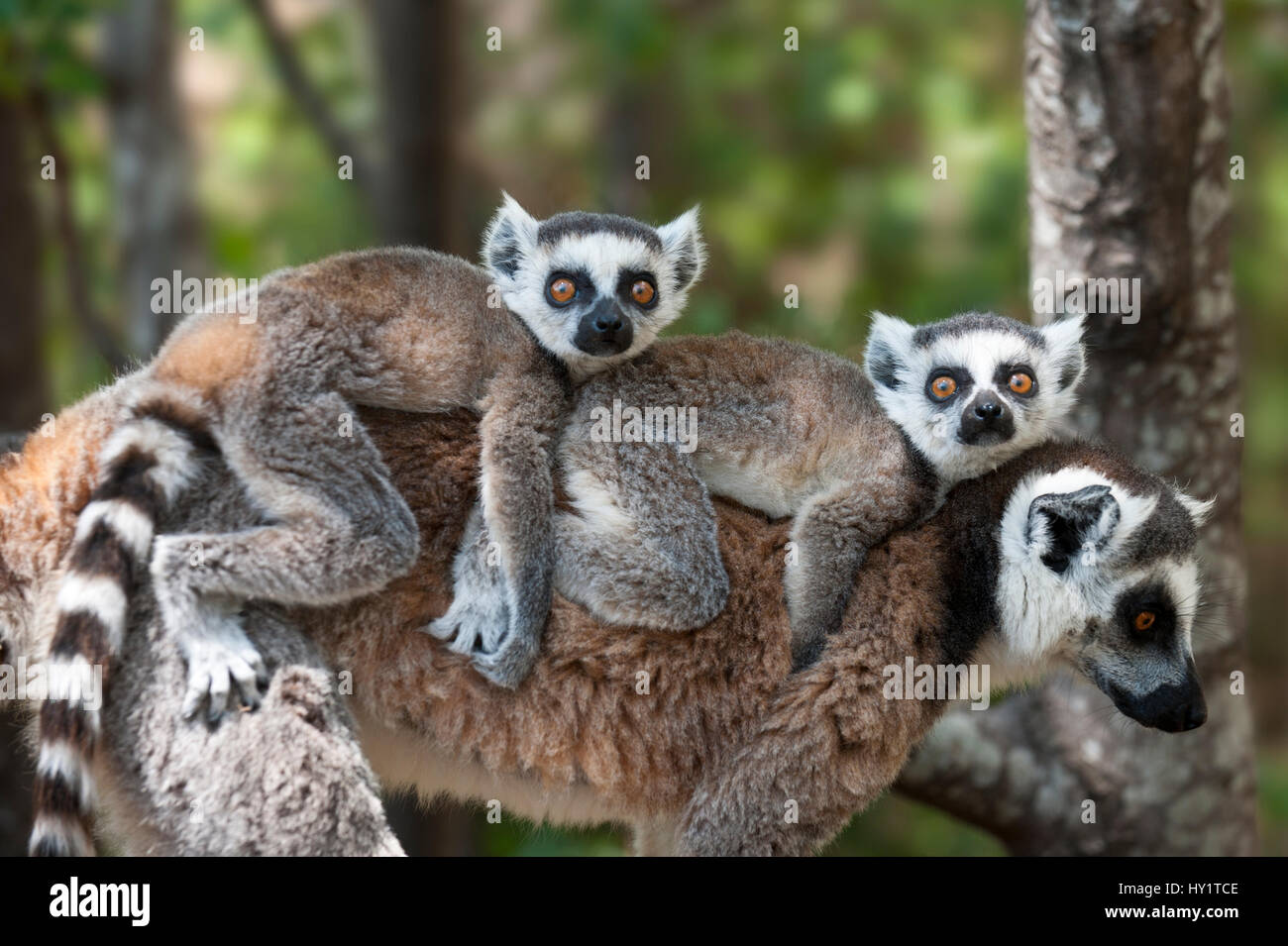 Lemur laying down hi-res stock photography and images - Alamy
