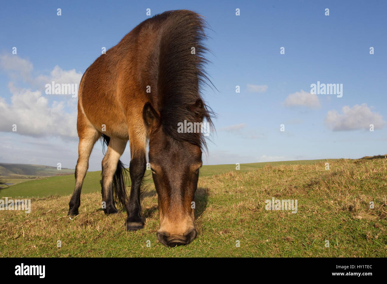 Pony portraits hi-res stock photography and images - Alamy