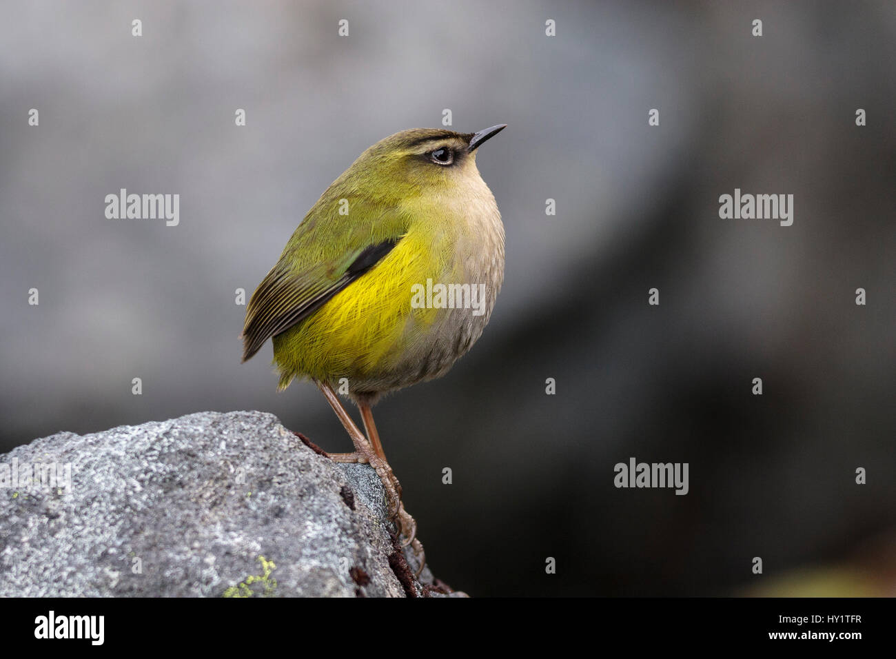 Rock Wren