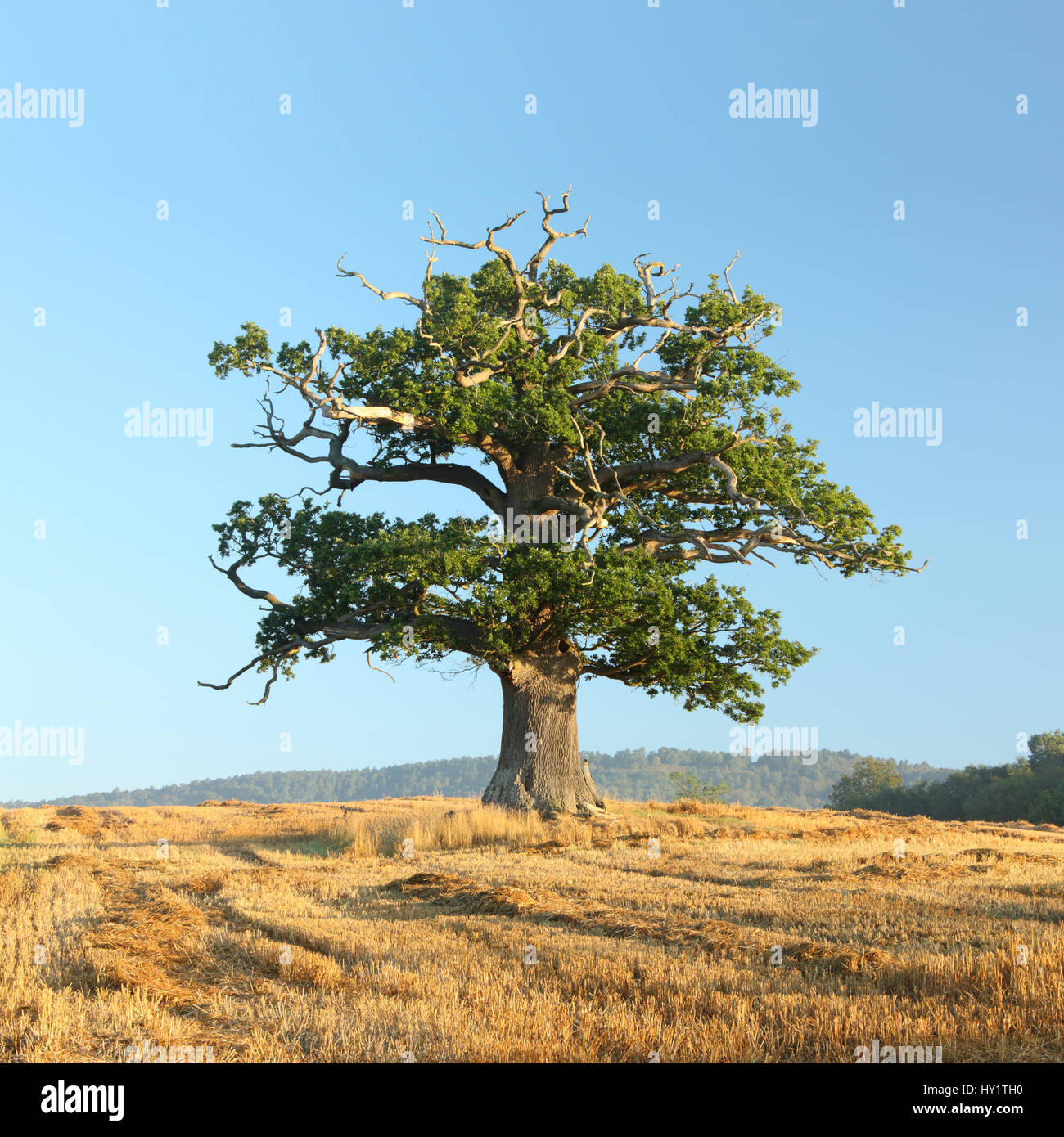 Quercus robur hi-res stock photography and images - Alamy