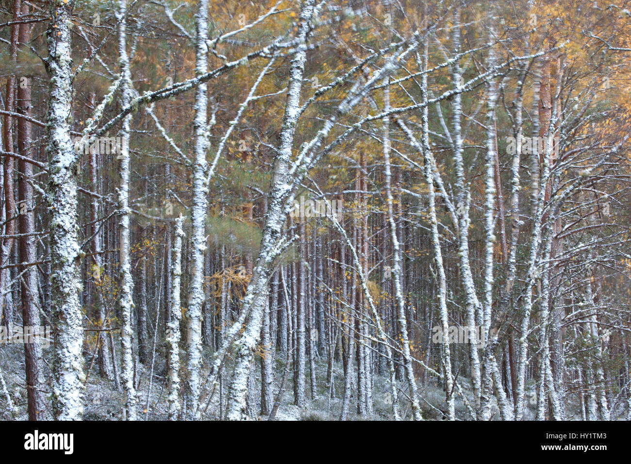 Mixed native woodland comprised of Silver birch (Betula pendula) and ...