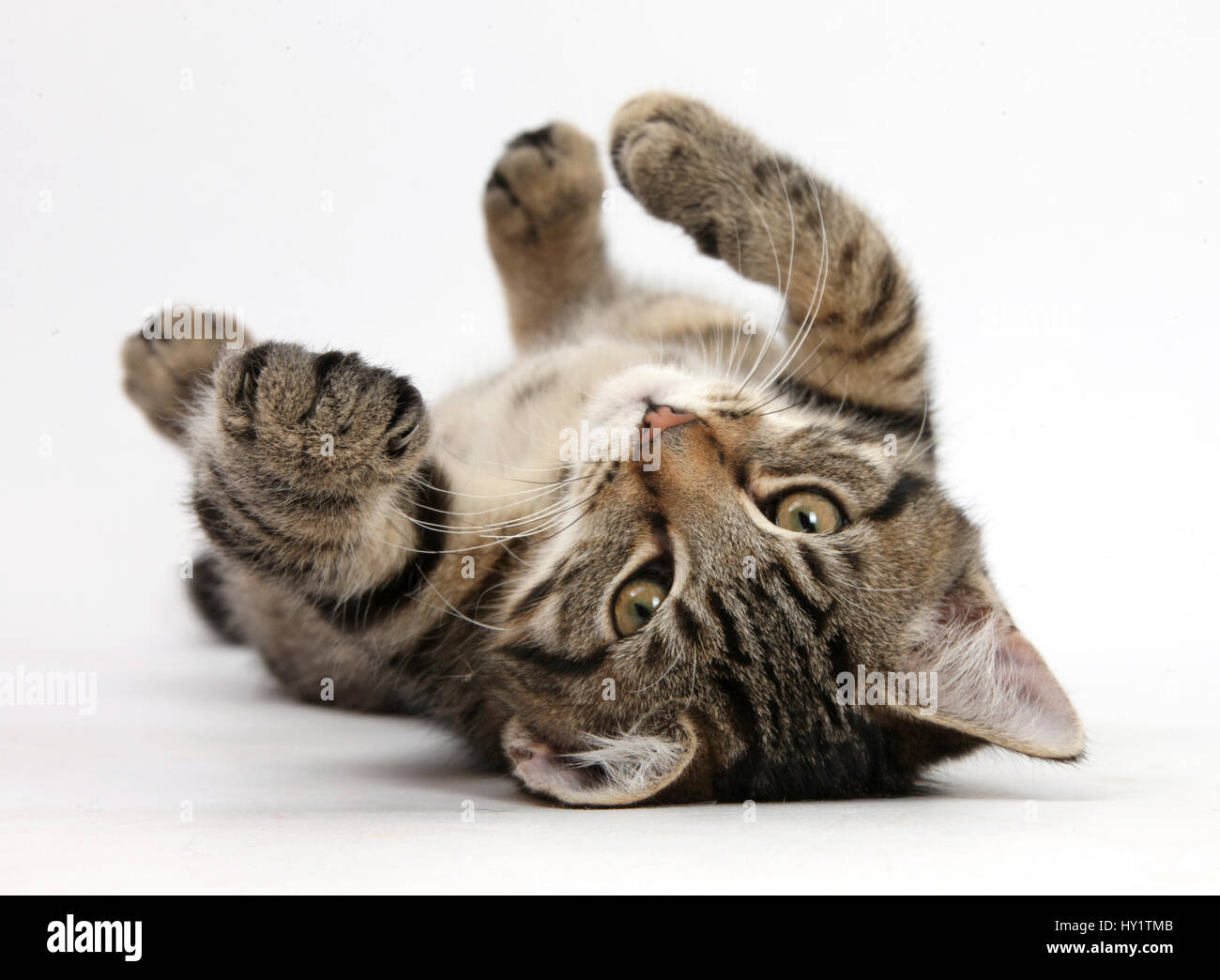 Fosset hi-res stock photography and images - Alamy