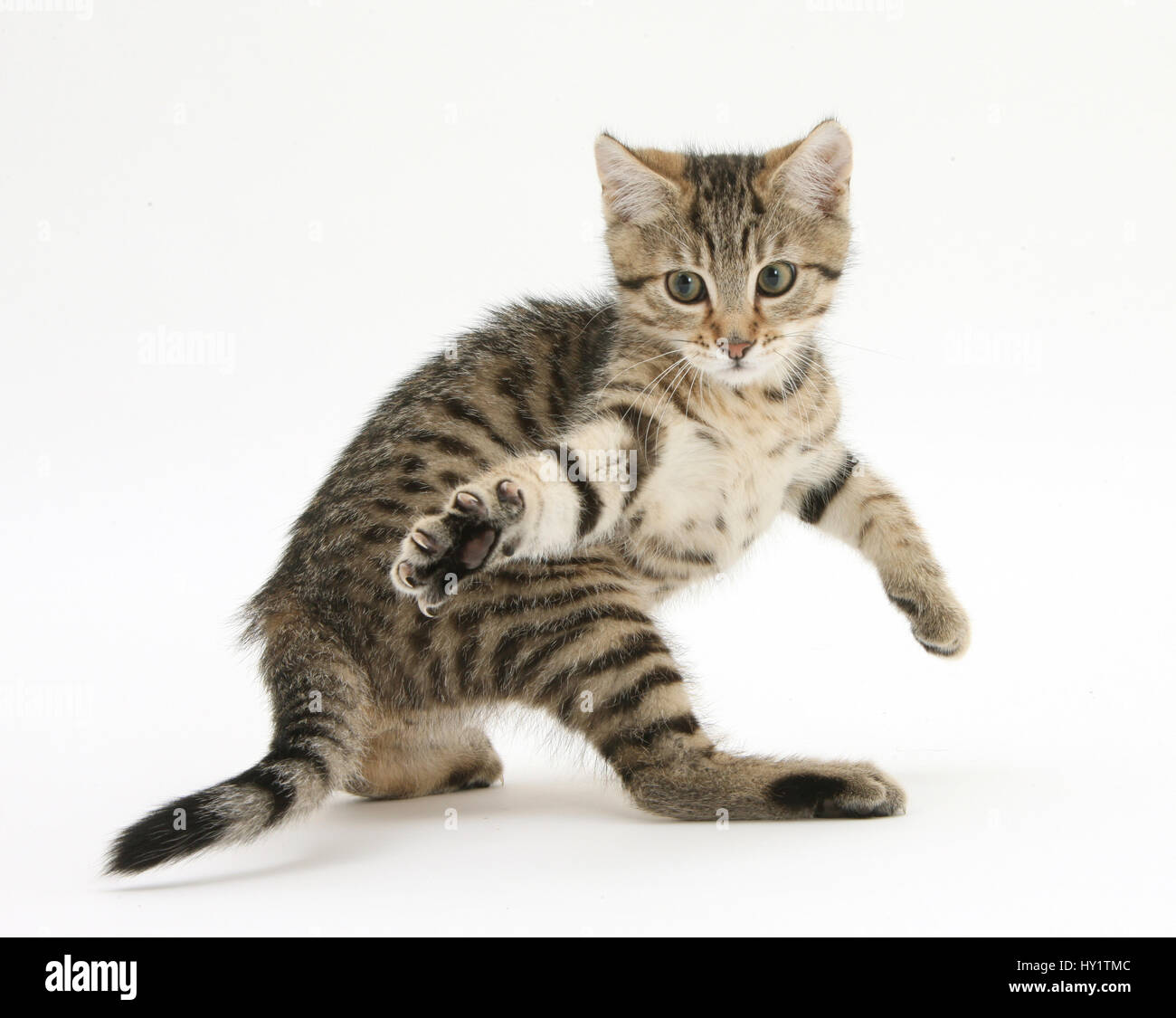 Playful tabby male kitten, Stanley, 12 weeks old, in acrobatic stance ...