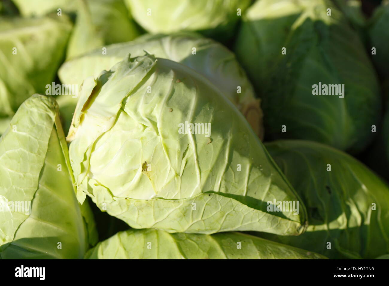 fresh green cabbage heads on a market stall Stock Photo - Alamy