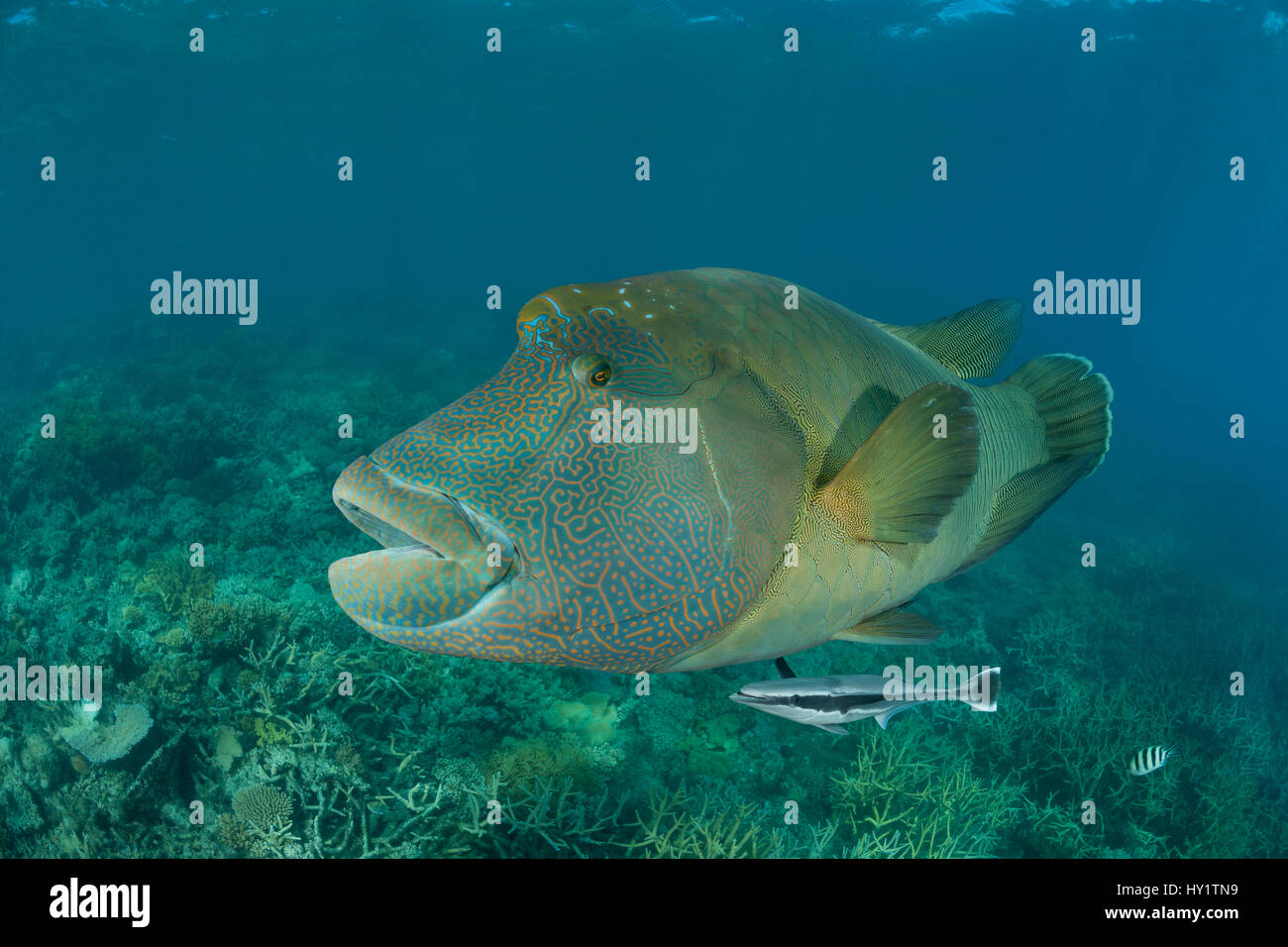 Adult male Napoleon Wrasse (Cheilinus undulatus) portrait, Great ...