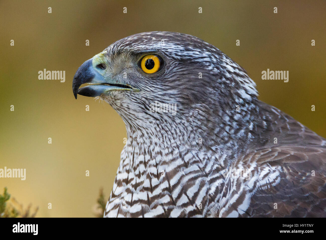 Portraits heads hi-res stock photography and images - Alamy