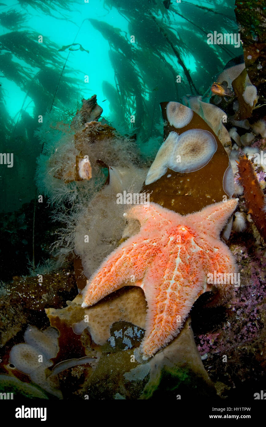 Leather sea star or Garlic star (Dermasterias imbricata) in shallow ...