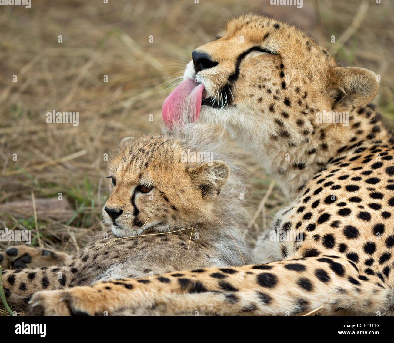 Cheetah cub grooming mother acinonyx hi-res stock photography and ...