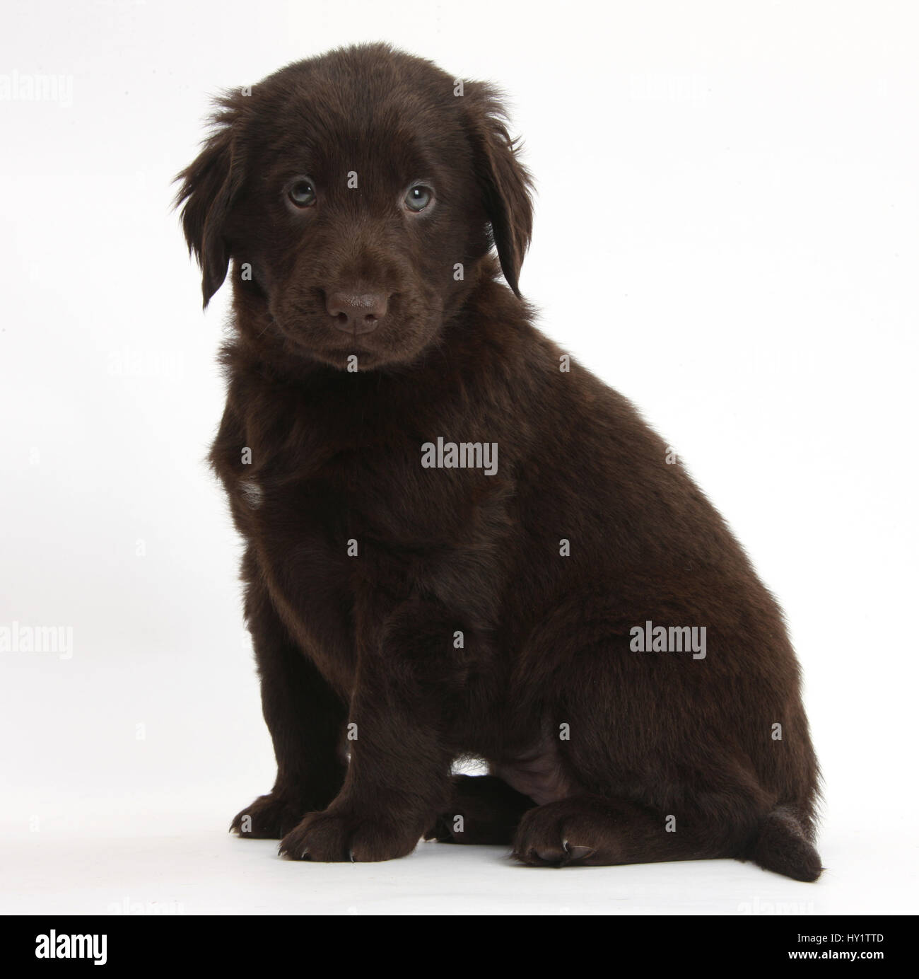Liver flat coated retriever hi-res stock photography and images - Alamy