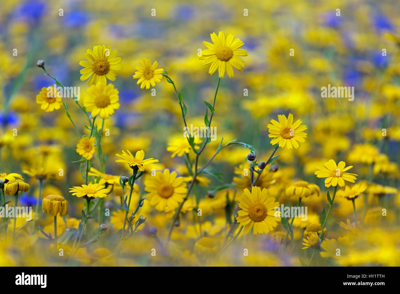 Corn marigold hi-res stock photography and images - Alamy