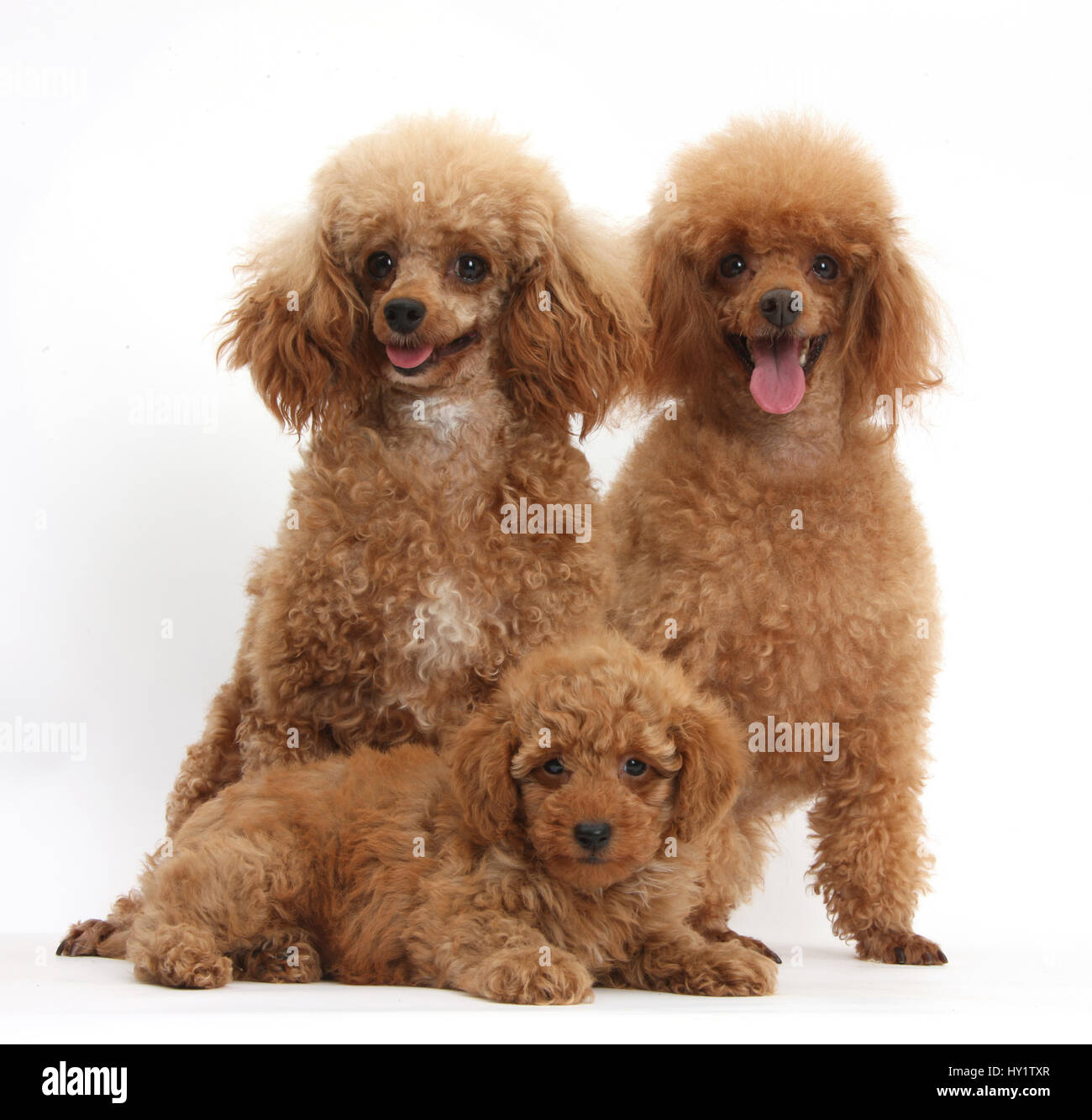 Red Toy Poodle dog, Reggie, with bitch and puppy, against white ...