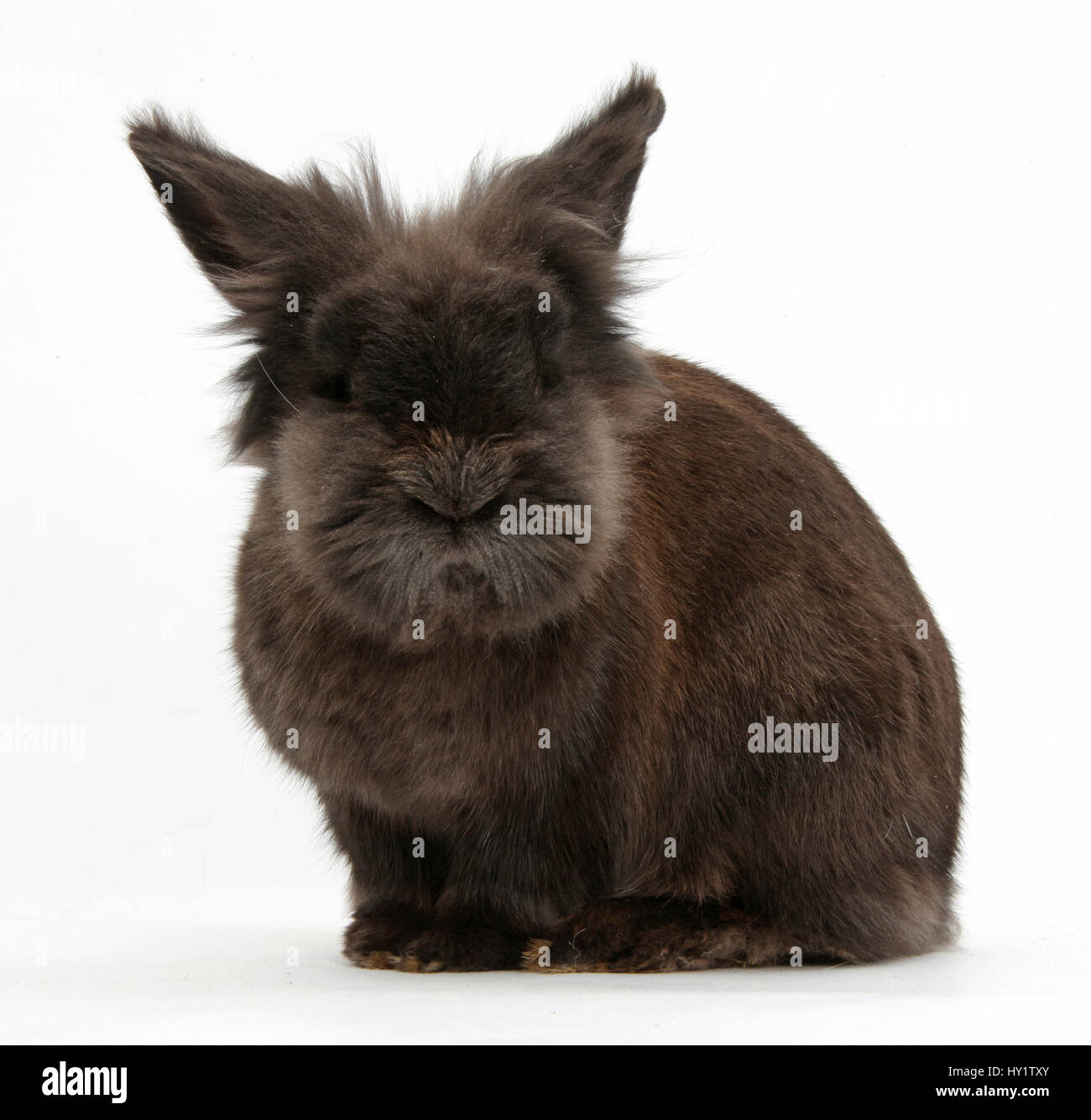Bunny rabbit plain background hi-res stock photography and images - Alamy