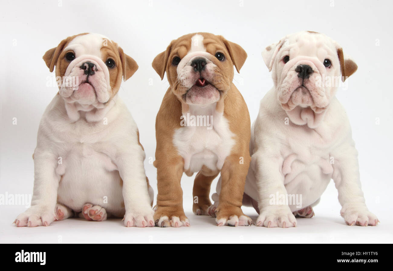 Three bulldog puppies, against white background Stock Photo - Alamy