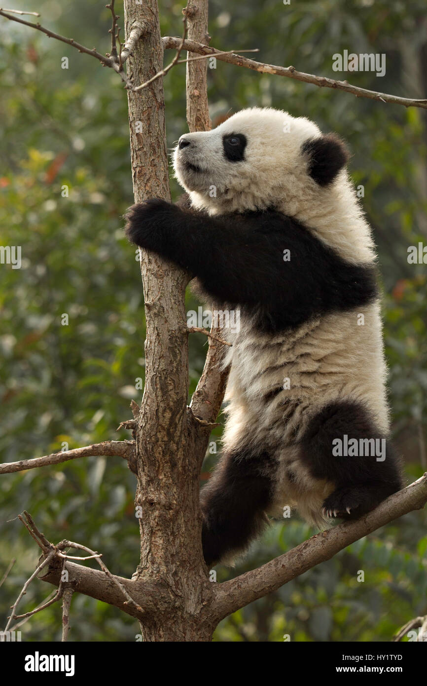 Giant Panda (Ailuropoda melanoleuca) cub climbing tree. Chengdu, China ...