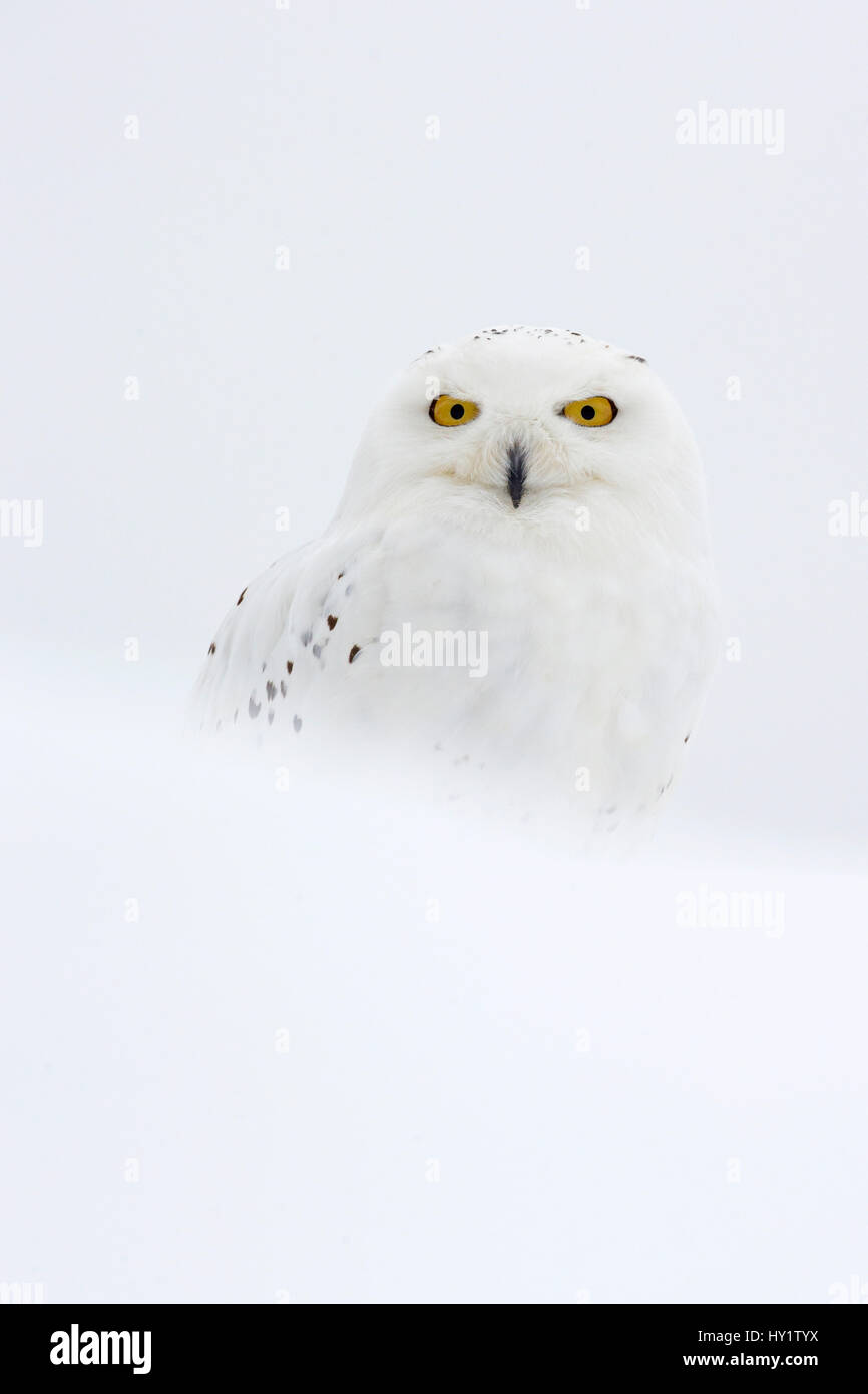 Snowy Owl (Bubo scandiacus) in snow, UK, January. Captive Stock Photo ...