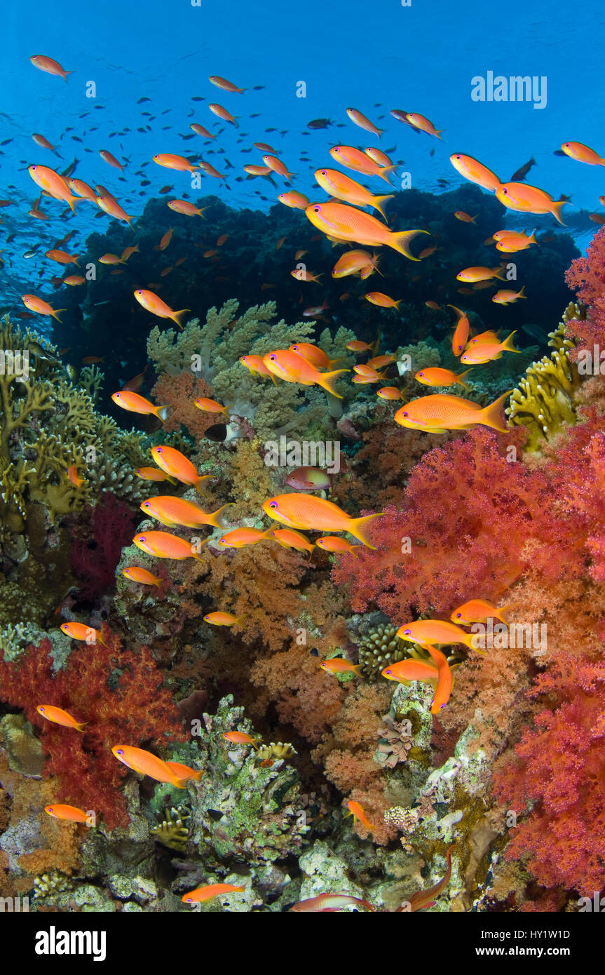 Coral millepora spp hi-res stock photography and images - Alamy